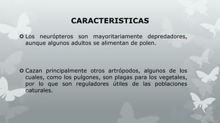Presentación de neurópteros | PPTX