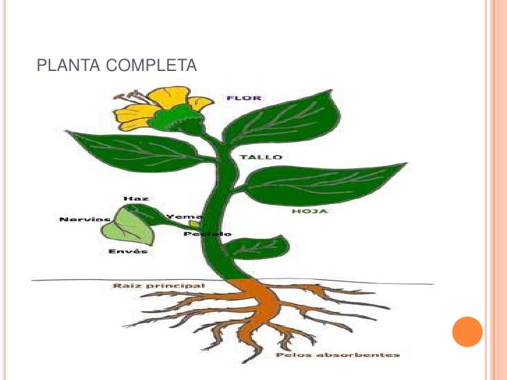 Planta completa y sus partes - Imagui