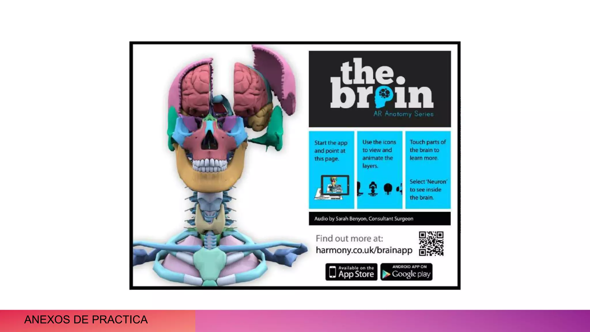 Presentacion de Practica 2 Sistema Nervioso y Conducta.pptx