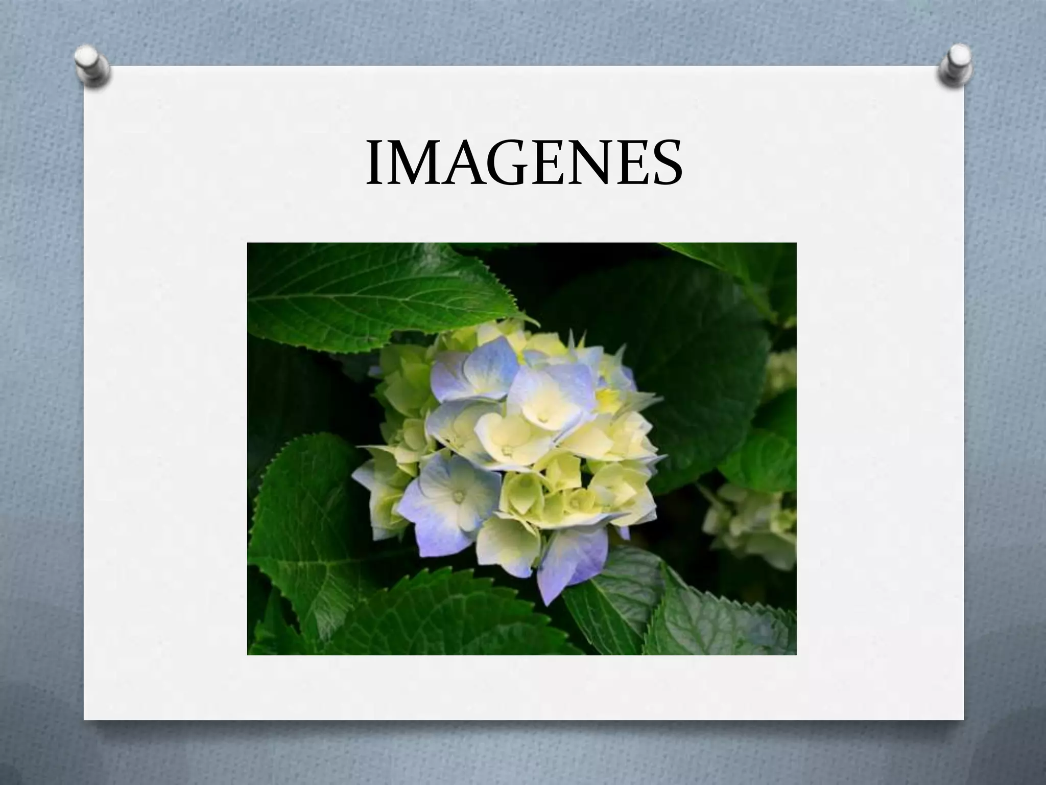 Presentacion de prueba con slideshare | PPT