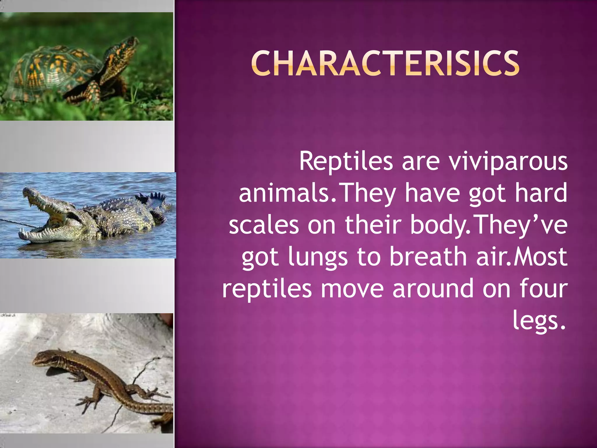 Presentacion de reptiles | PPTX