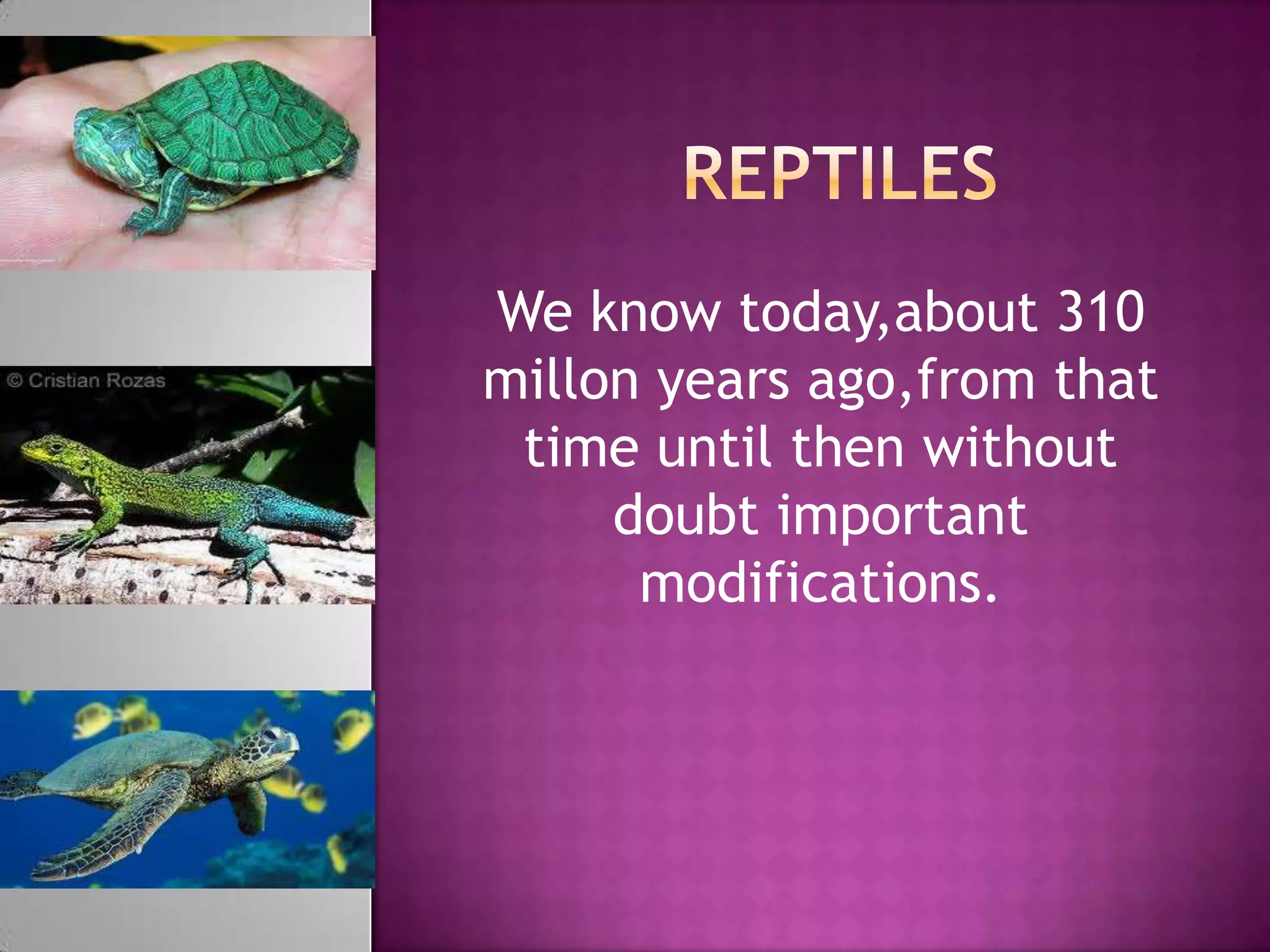 Presentacion de reptiles | PPT