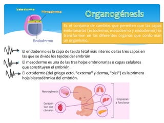 Presentacion desarrollo embrionario | PPTX
