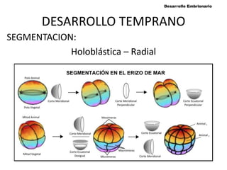 Desarrollo Embrionario en Erizo de Mar | PPTX