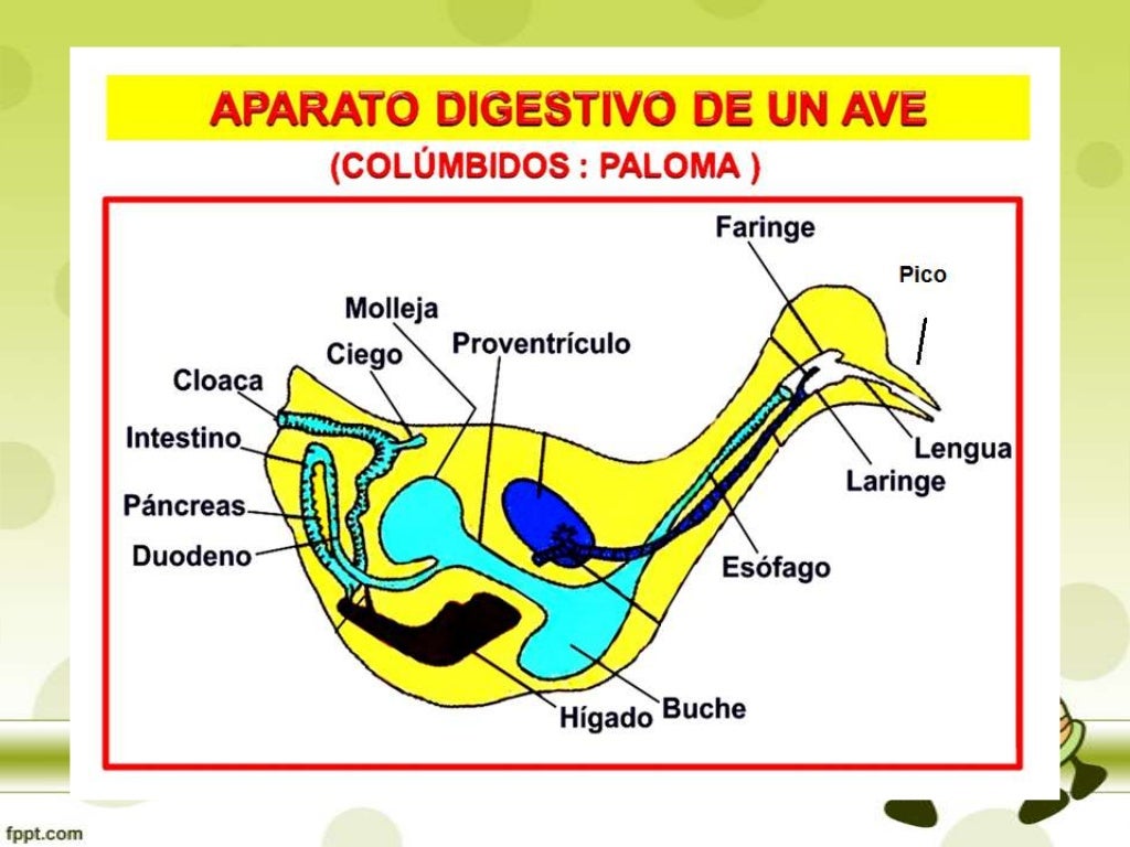 Sistema digestivo en Vertebrados