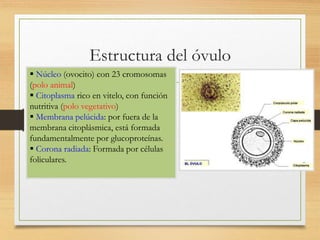 Presentación de sistema reproductor de los seres humanos.ppt
