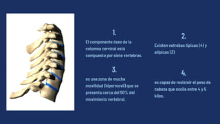 COlumna cervical | PDF