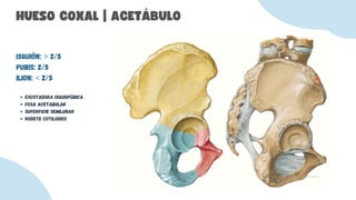 Presentación Diapositivas Anatomía Cuerpo Humano Ilustrativo Simple ...