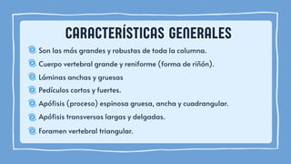 GENERALIDADES SOBRE COLUMNA VERTEBRAL SEGÚN ANATOMÍA DE LATARJET | PDF