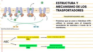 Transportadores de membrana y respuesta a los fármacos | PDF