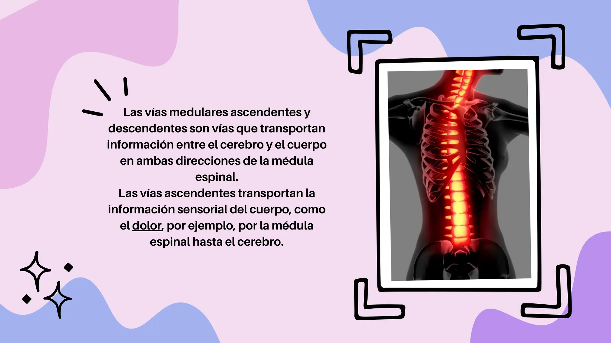 ANATOMIA HUMANA VIAS ASCENDENTDE LA MEDULA ESPINALES | PDF | Brain and ...