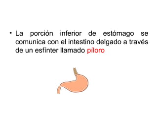 SISTEMA DIGESTIVO | PPT