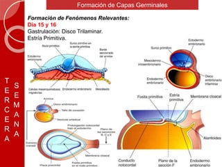 Desarrollo Embrionario (1° a 3° Semana) | PPTX