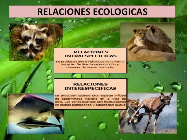 TRABAJO COLABORATIVO ECOLOGIA GRUPO 4