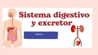 Sistema digestivo y excretor. Partes y función | PDF