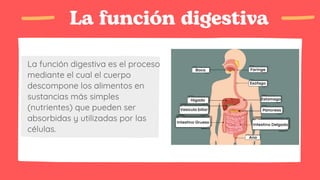 Sistema digestivo y excretor. Partes y función | PDF