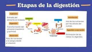 Sistema digestivo y excretor. Partes y función | PDF