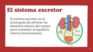 Sistema digestivo y excretor. Partes y función | PDF