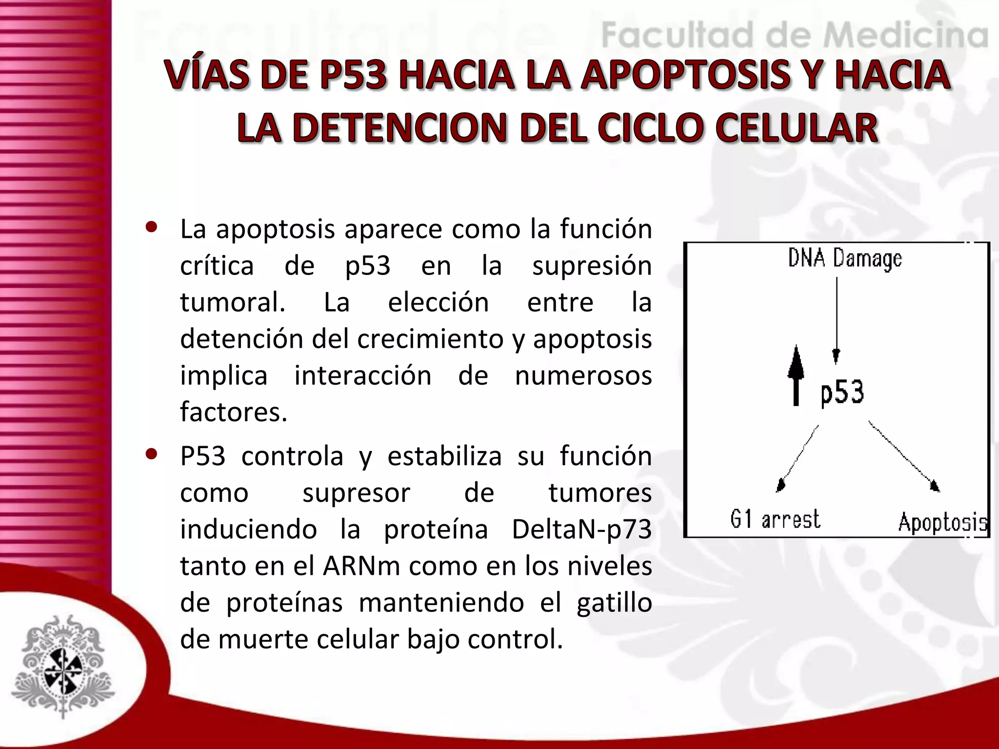 Presentación efecto del gen p53 sobre el cáncer de mama | PPT
