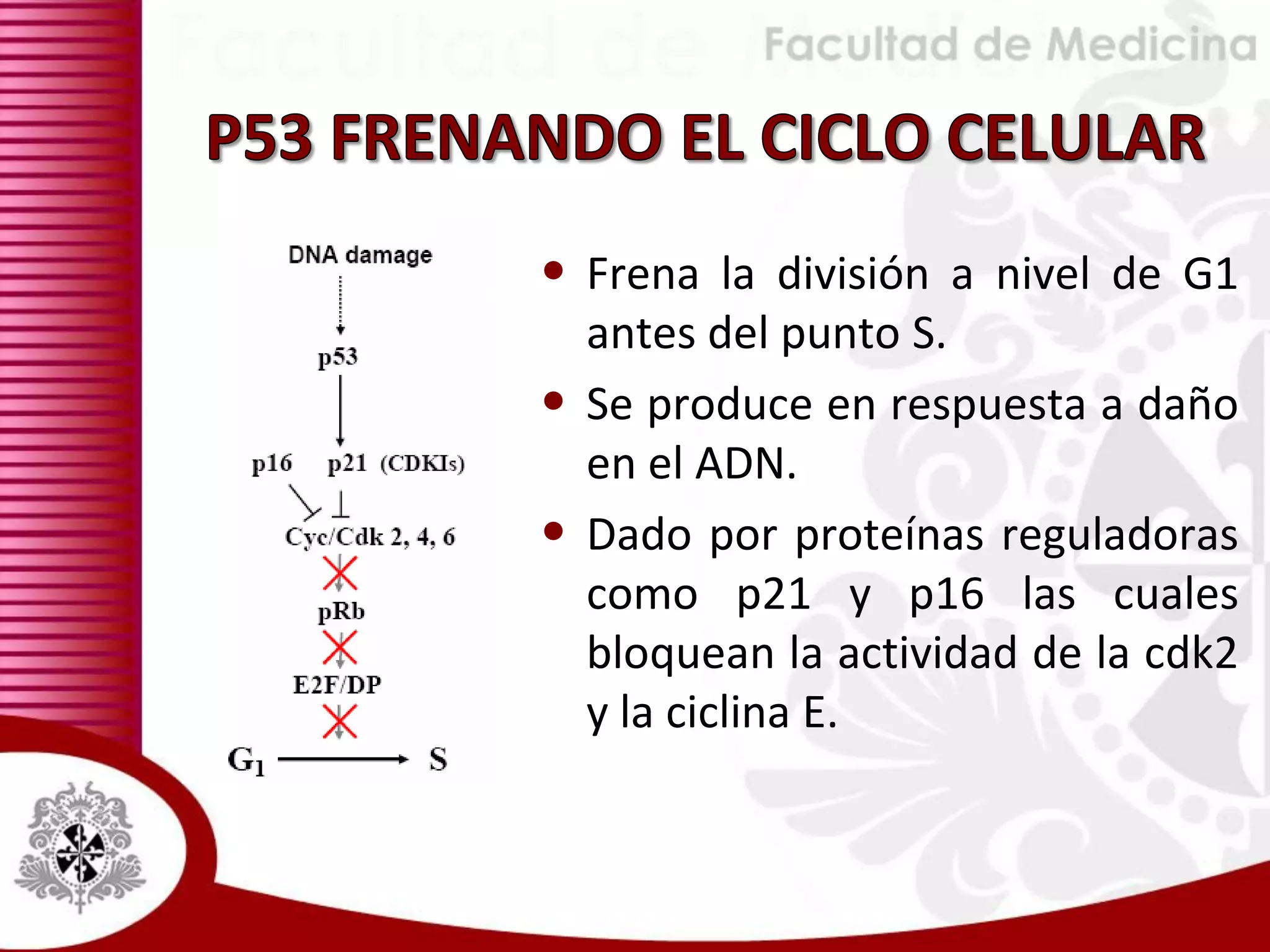 Presentación efecto del gen p53 sobre el cáncer de mama | PDF | Cancer ...