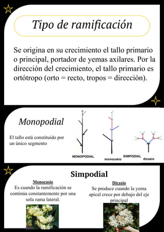 El tallo | PPTX