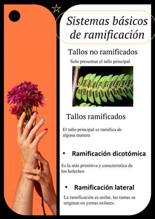 El tallo | PPTX