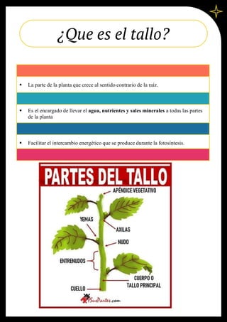 El tallo | PPTX