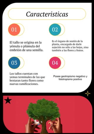 El tallo | PPTX