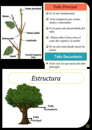 El tallo | PPTX
