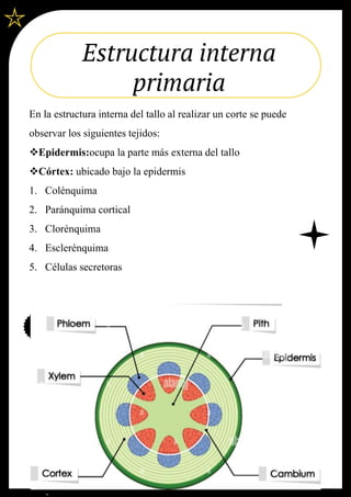 El tallo | PPTX