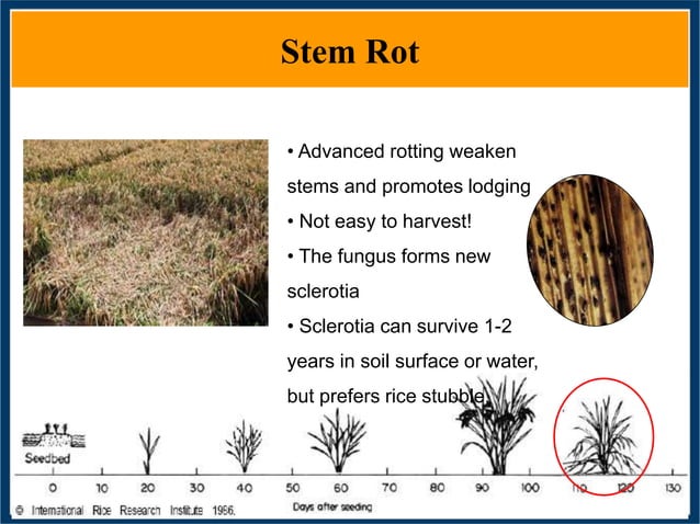 GWAS of Resistance to Stem and Sheath Diseases of Uruguayan Advanced ...