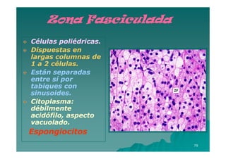 Presentacion endocrino | PPT