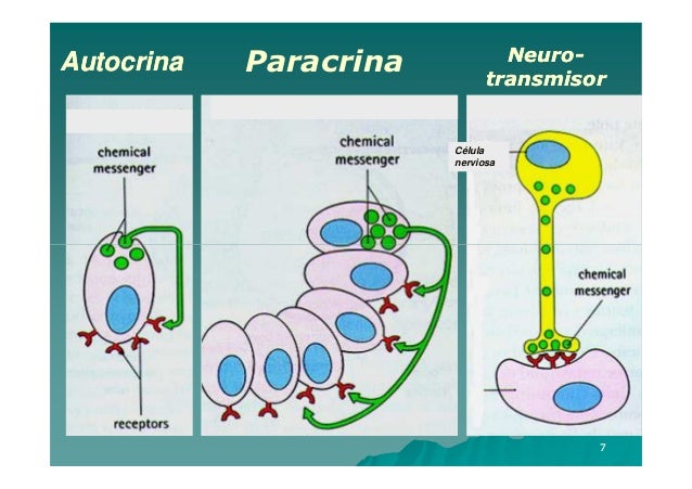 Presentacion endocrino