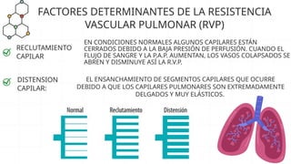 Morfofisiología ll:Flujo sanguíneo pulmonar | PPTX