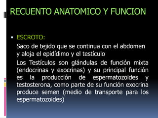 Ecografia escroto y testiculo | PDF