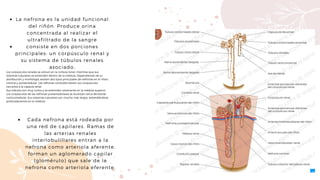 Presentacion aparato urinario fisiología.pdf