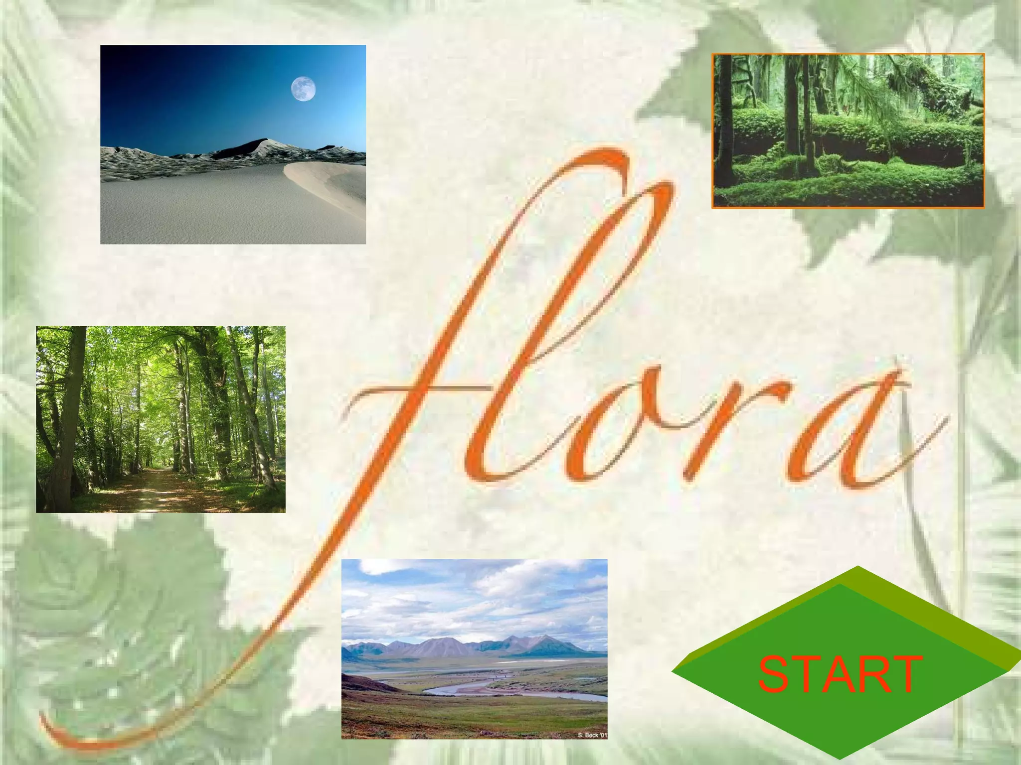 Presentacion Flora | PPT