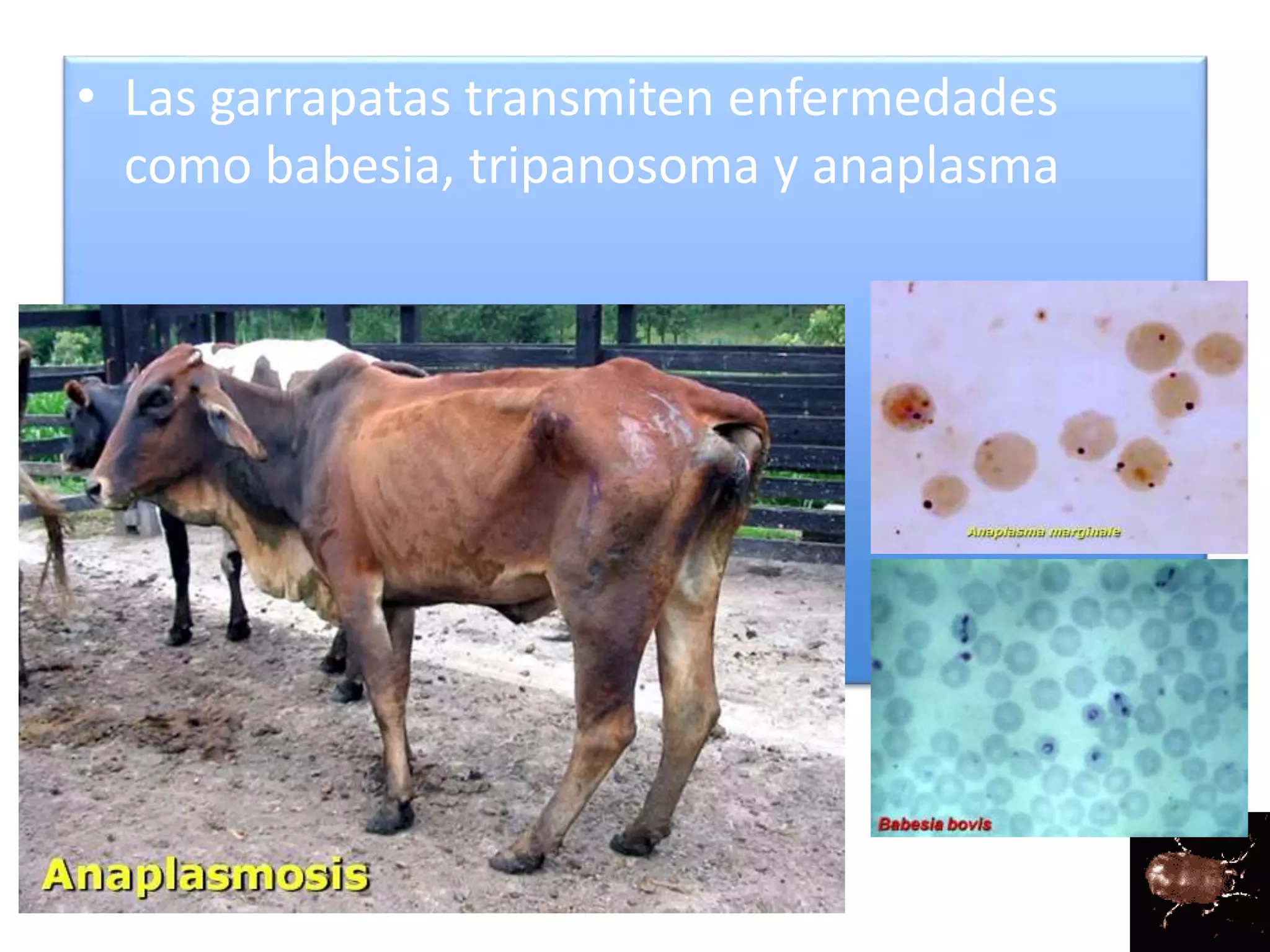 todo sobre garrapatas | PPSX | Biological Sciences | Science
