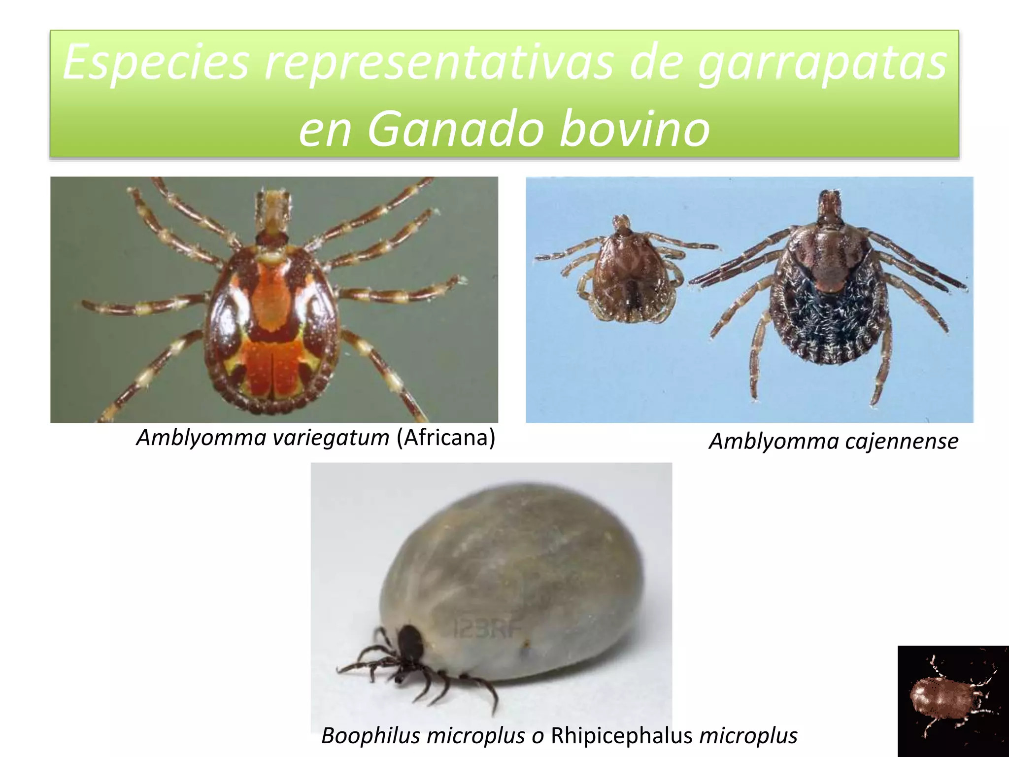 todo sobre garrapatas | PPSX | Biological Sciences | Science