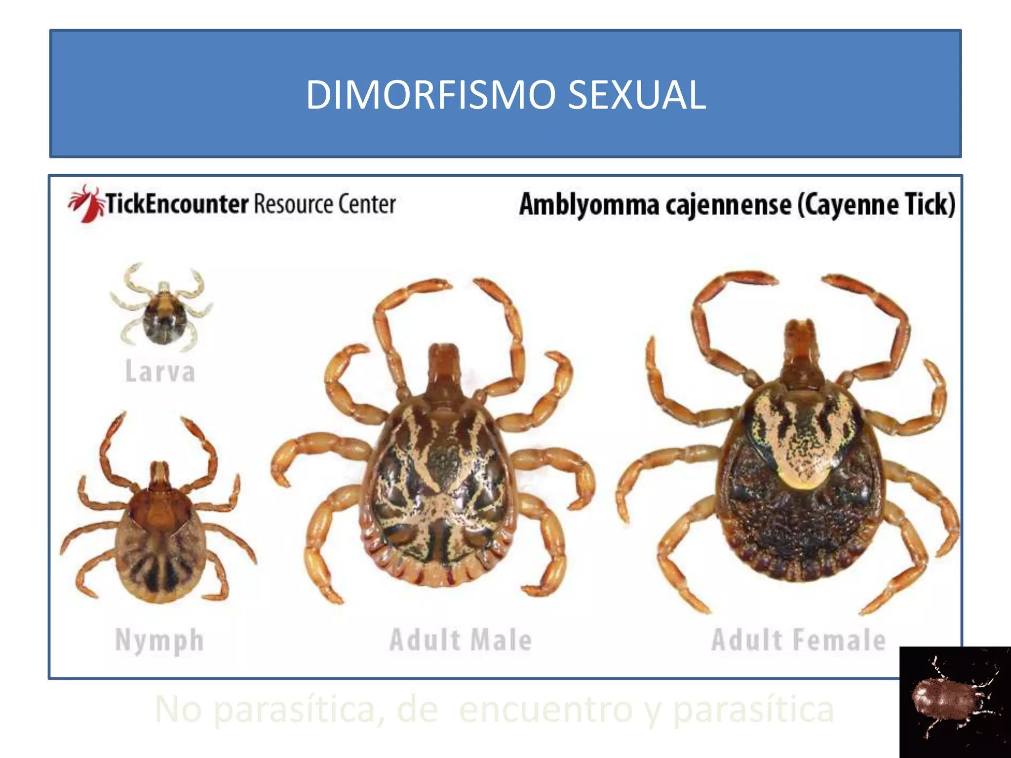 todo sobre garrapatas | PPSX | Biological Sciences | Science