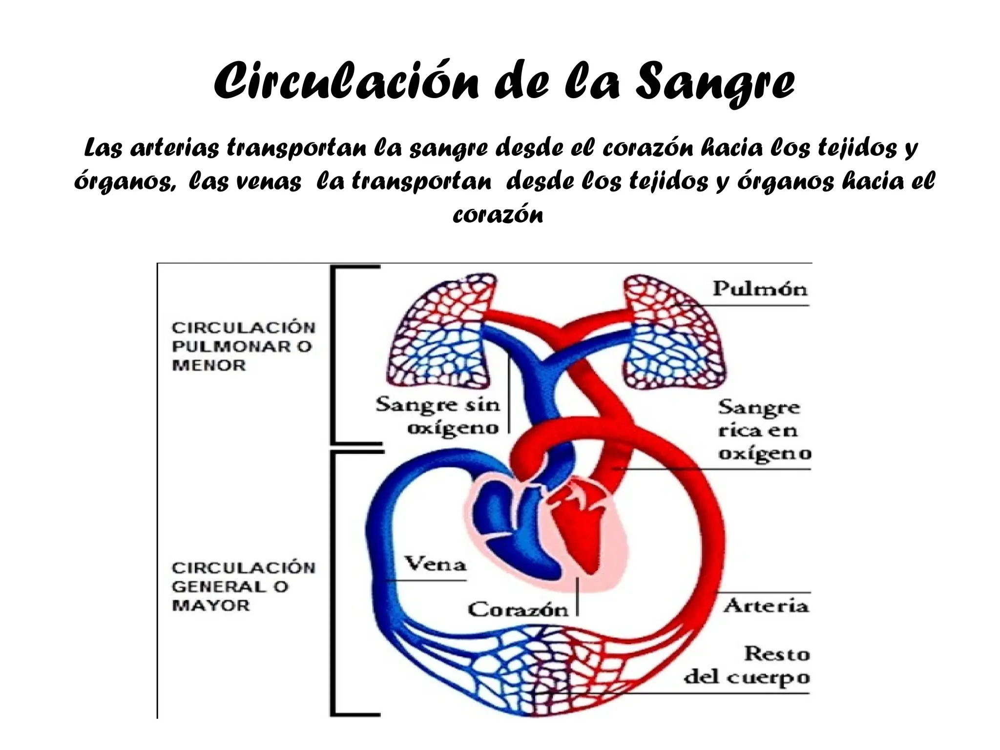 Seminario de histología, Tejido especializado, Sangre | PPTX