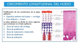 Presentación Histología 2, huesos anatomía | PDF