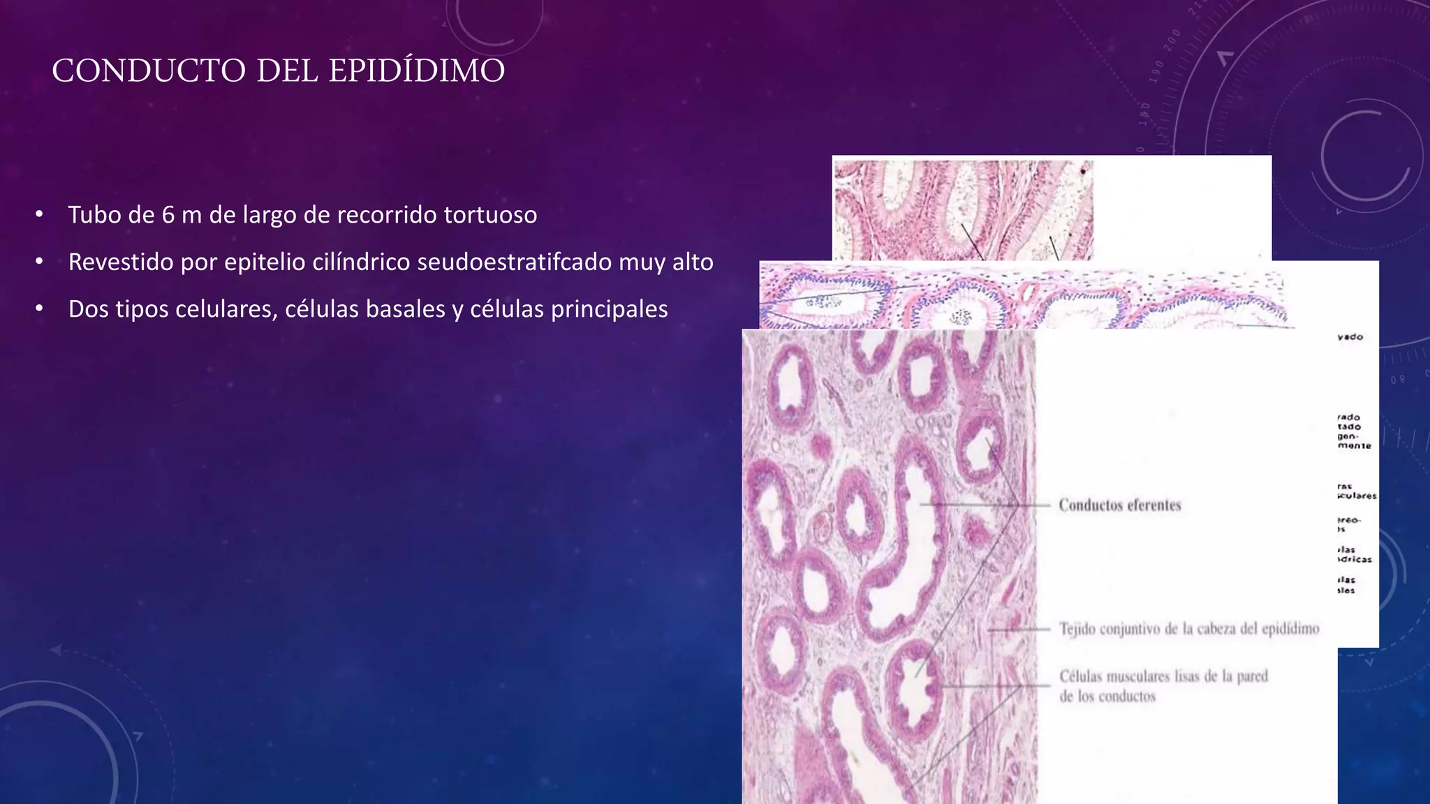 HISTOLOGÍA APARATO GENITAL MASCULINO | PPTX