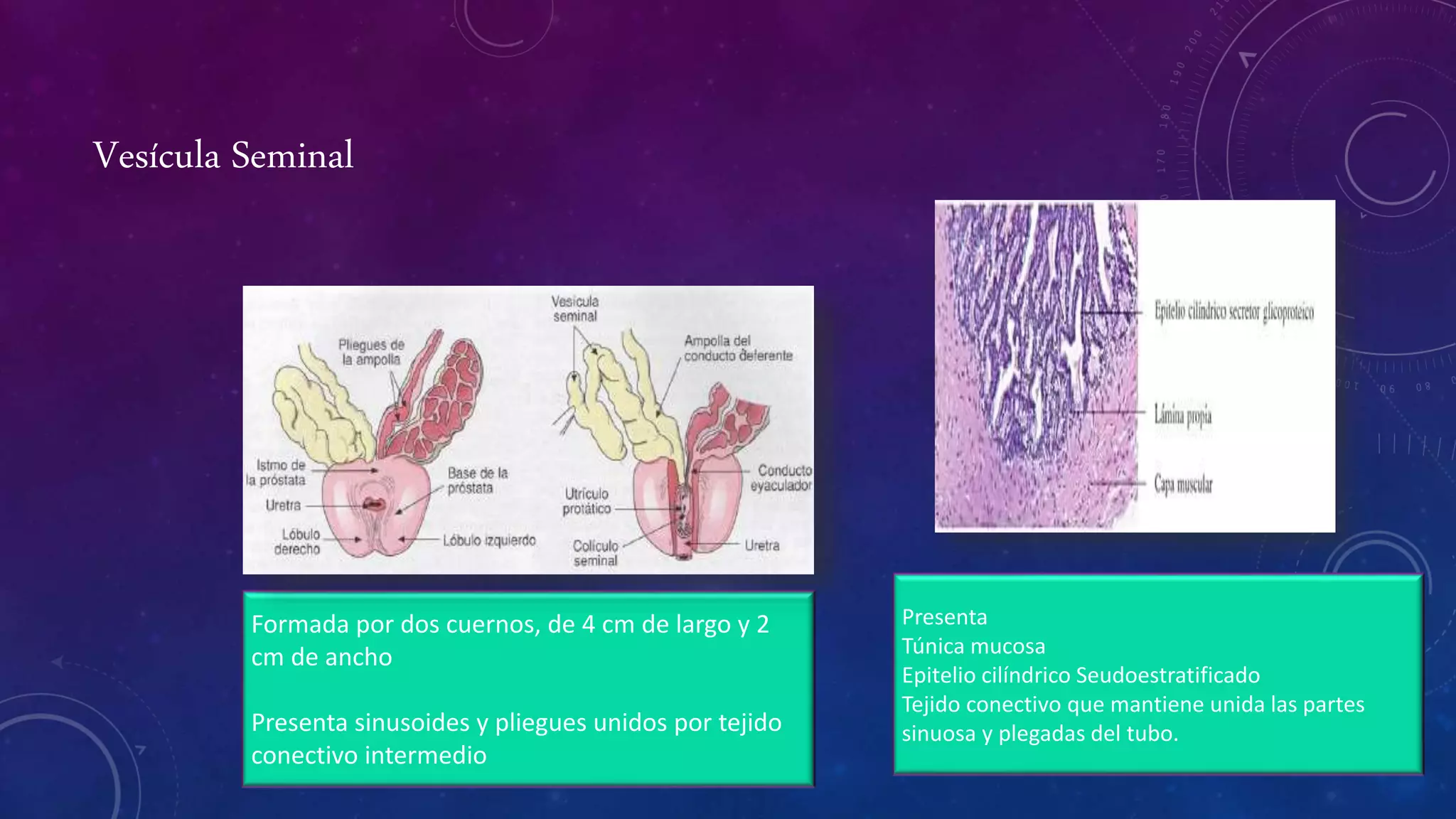 HISTOLOGÍA APARATO GENITAL MASCULINO | PPTX