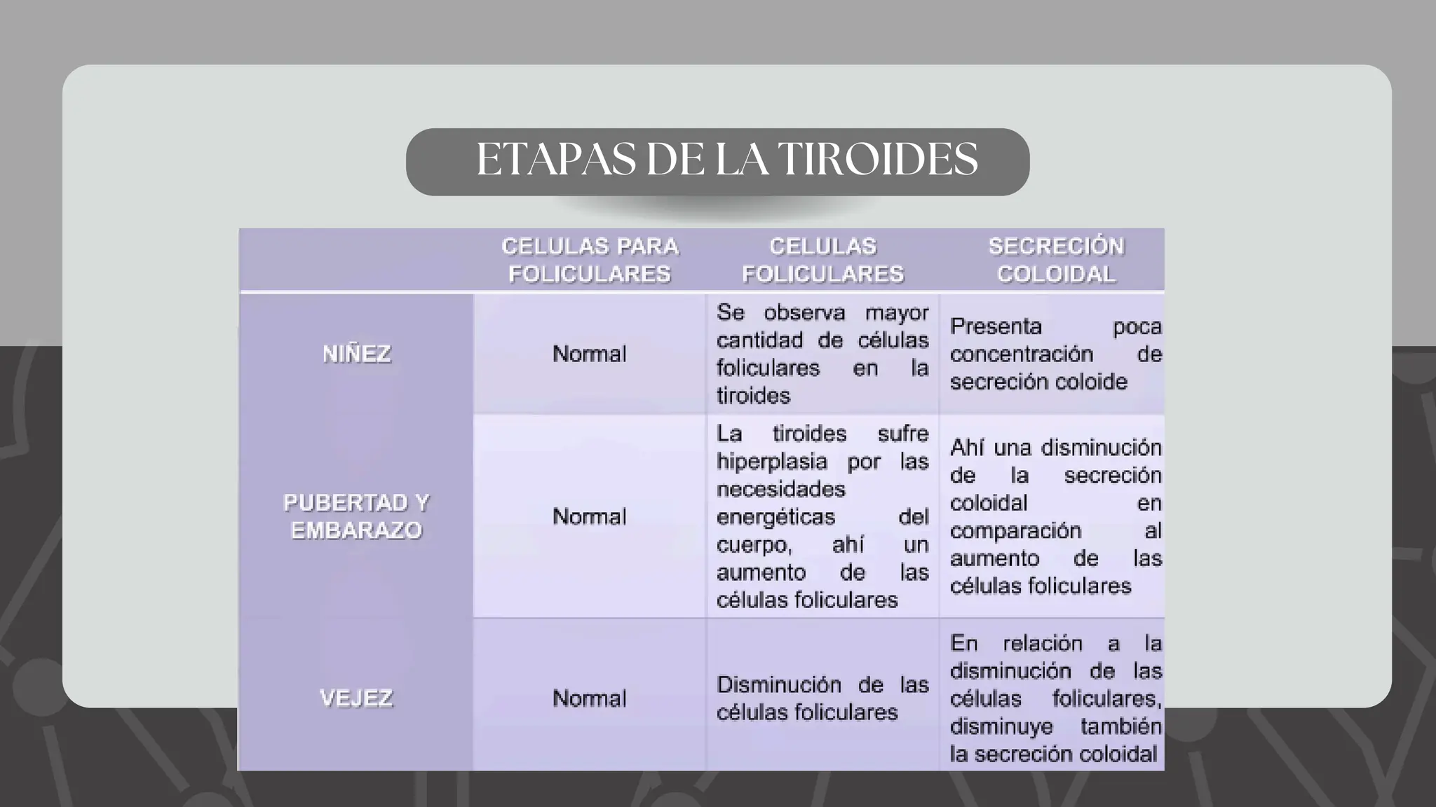 histologia de glandulas tiroides con anatomia | PPT