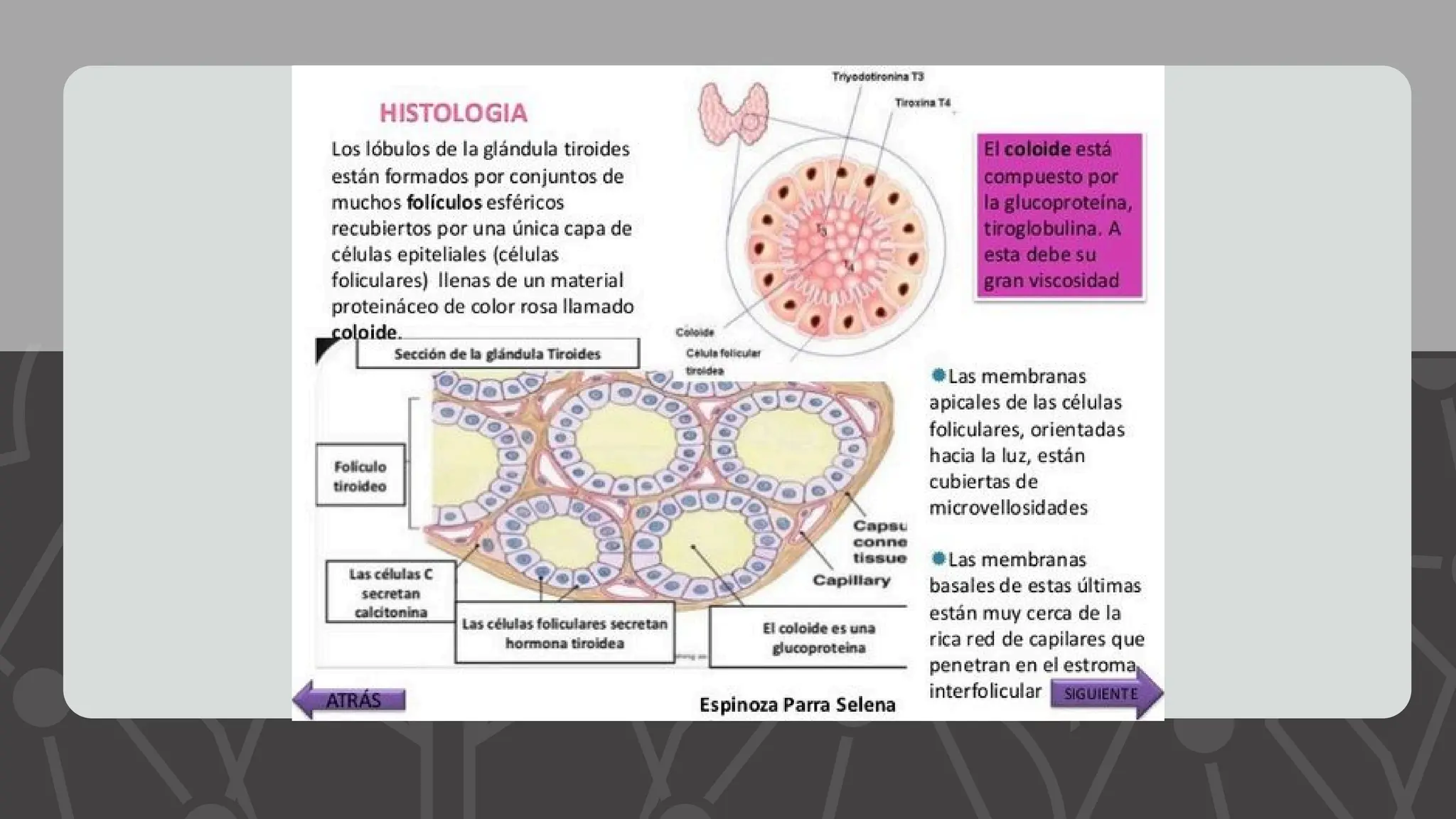 histologia de glandulas tiroides con anatomia | PPT