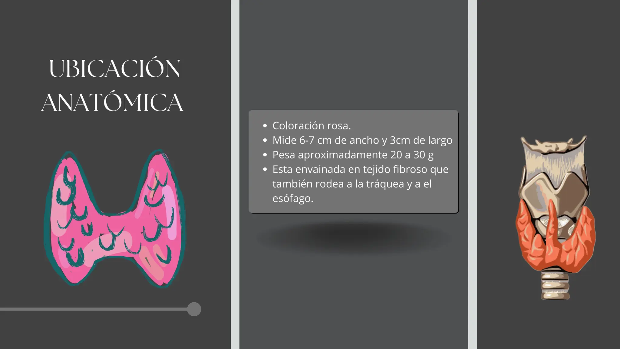 histologia de glandulas tiroides con anatomia | PPT