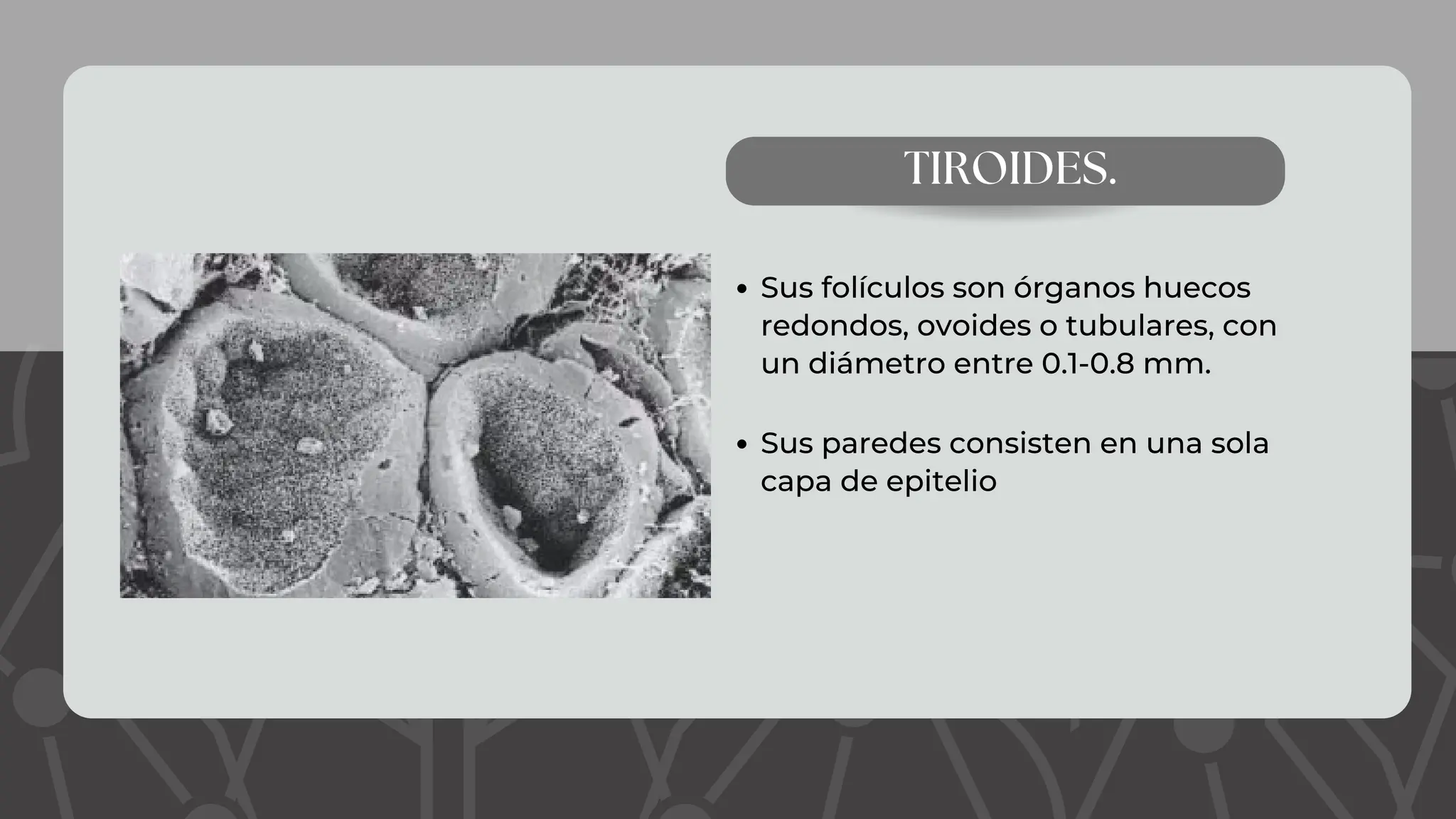 histologia de glandulas tiroides con anatomia | PPT