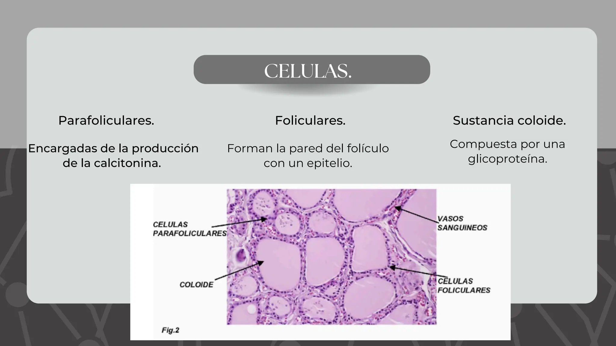 histologia de glandulas tiroides con anatomia | PPT