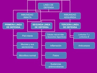 Inmunidad Innata y Adquirida | PPT